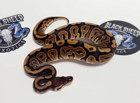 Cinnamon Yellow Belly Red Stripe Pos Het Pied Ball Python by Black ...