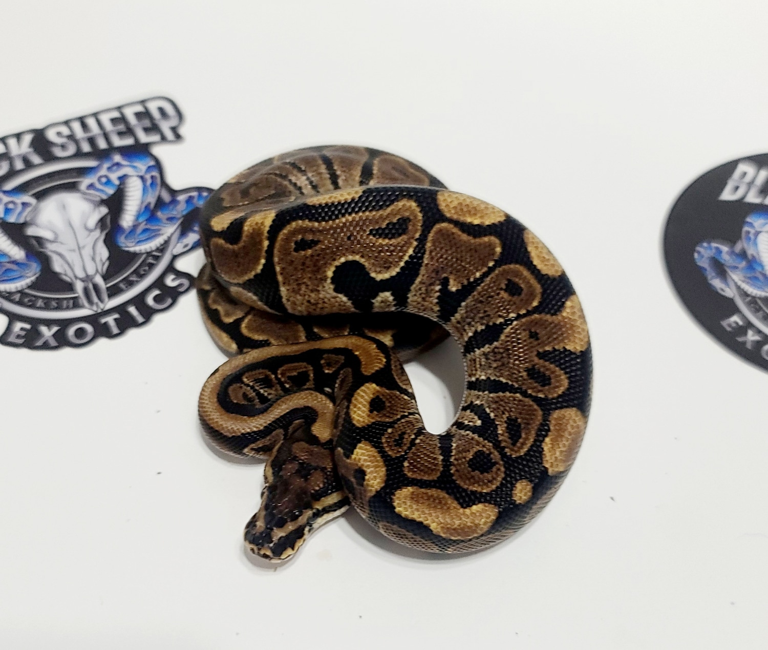 Spotnose Pos Het Desert Ghost Ball Python by Black Sheep Exotics ...
