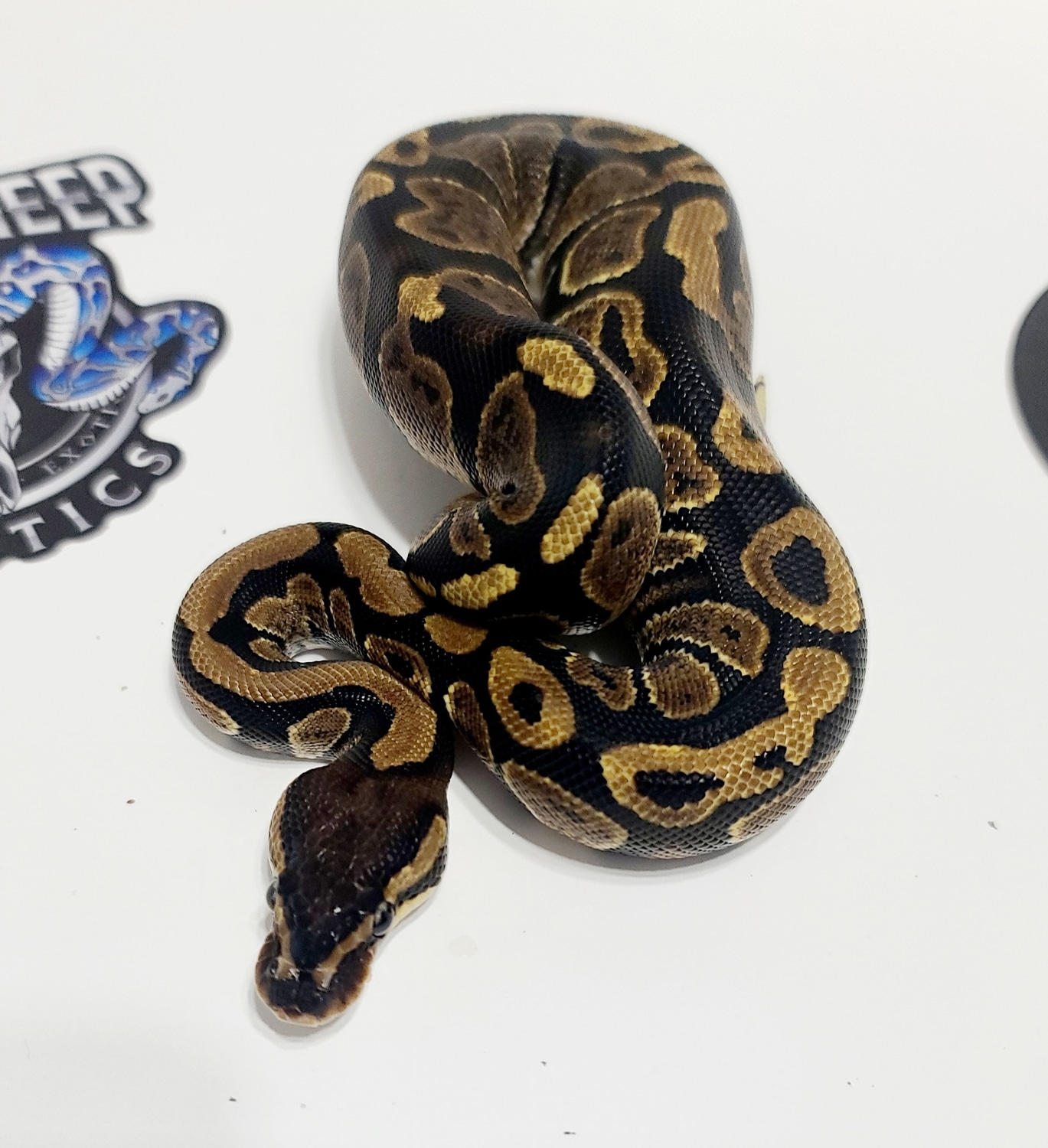 Normal Pos Het Desert Ghost Ball Python by Black Sheep Exotics ...
