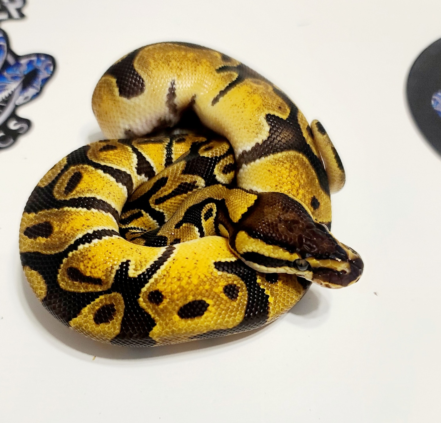 Enchi Fire 100% Het Clown Ball Python by Black Sheep Exotics - MorphMarket