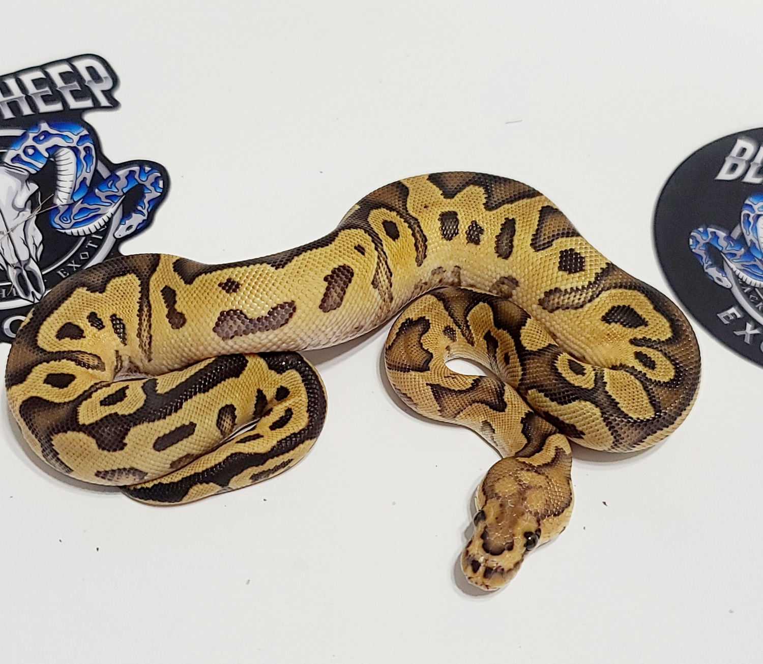 Fire Clown Ball Python by Black Sheep Exotics - MorphMarket