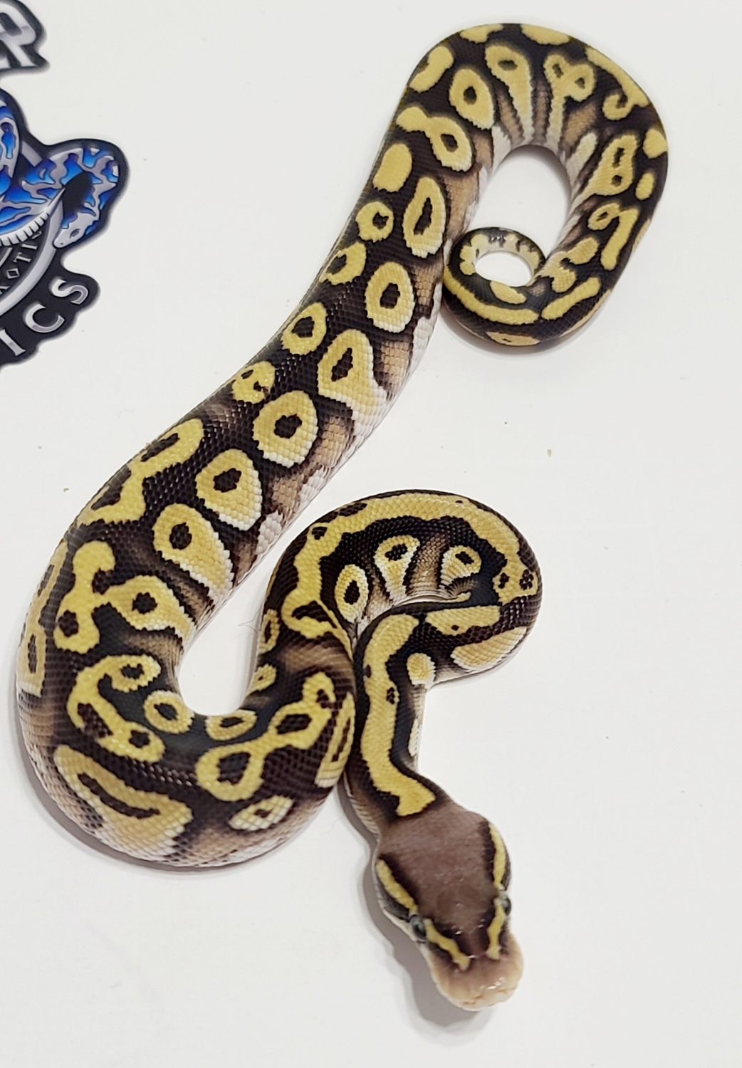 Pastel Mojave Het Hypo Ball Python by Black Sheep Exotics - MorphMarket
