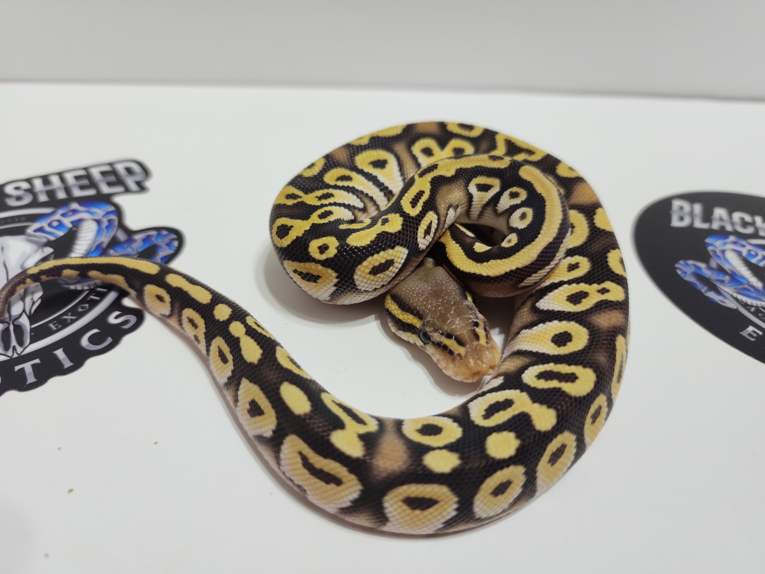 Mystic/Mojave Pastel Het Hypo Ball Python by Black Sheep Exotics ...