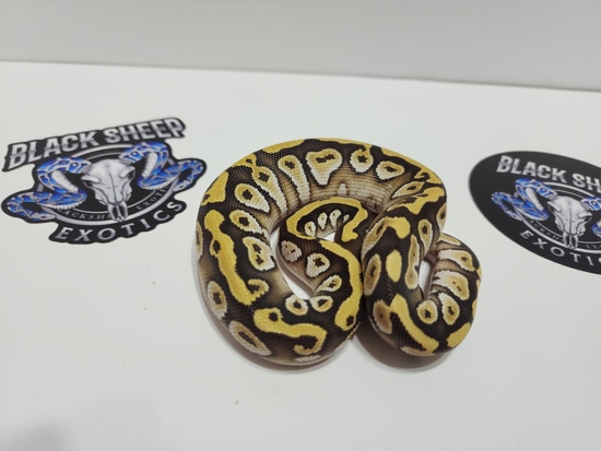 Mystic/Mojave Orange Dream Yellow Belly Het Hypo Ball Python by Black Sheep Exotics