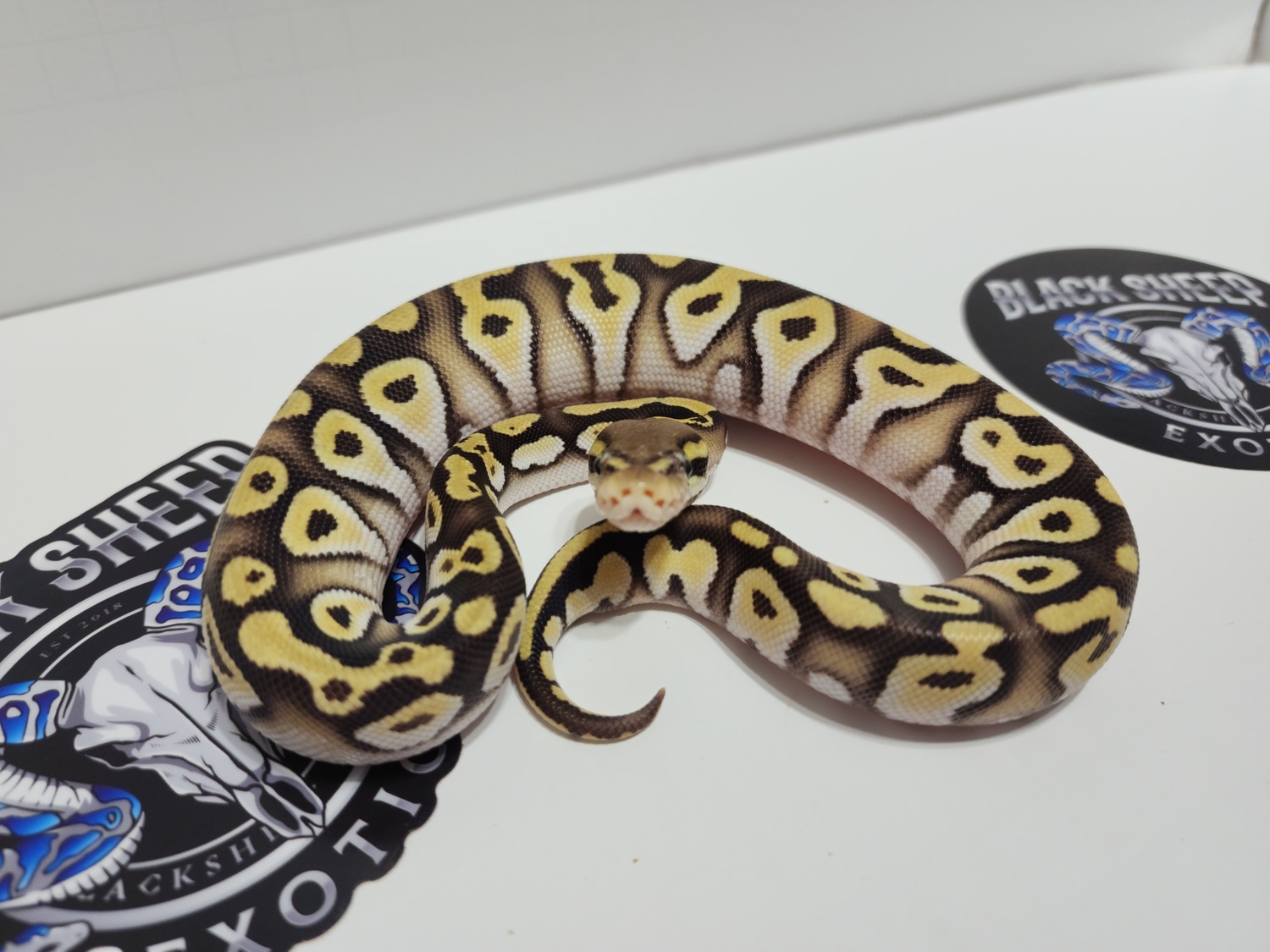 Mystic/Mojave Pastel Het Hypo Ball Python by Black Sheep Exotics ...
