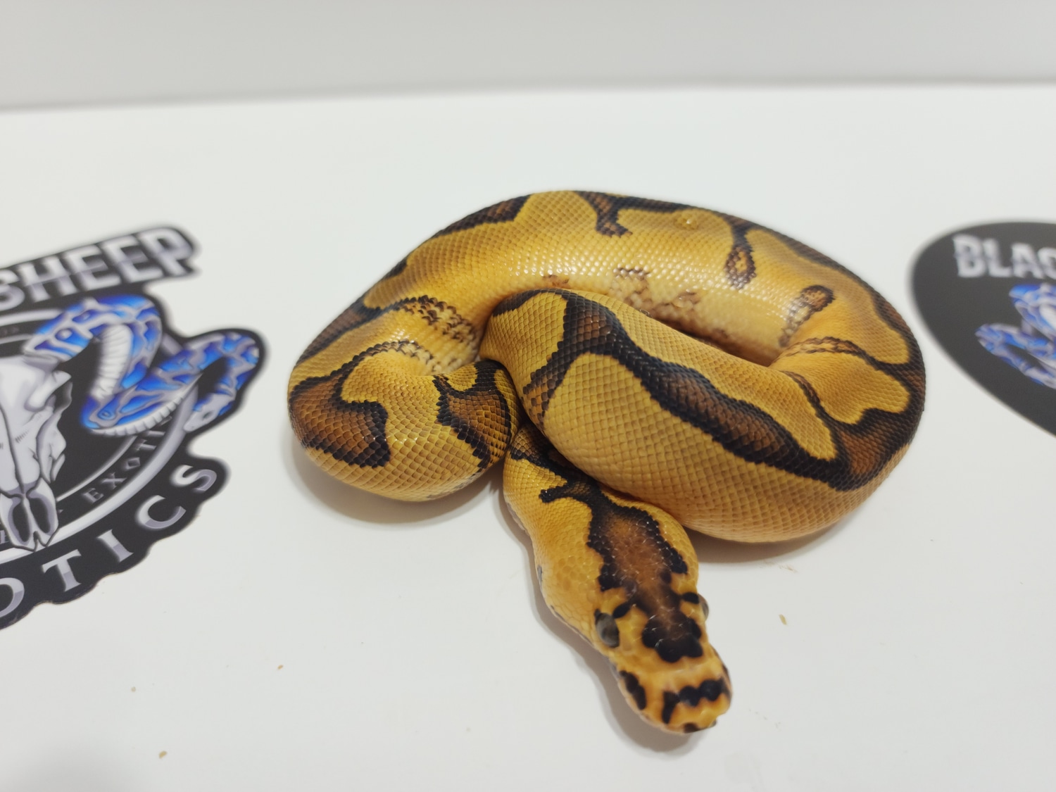 Enchi Yellow Belly Clown Ball Python by Black Sheep Exotics - MorphMarket