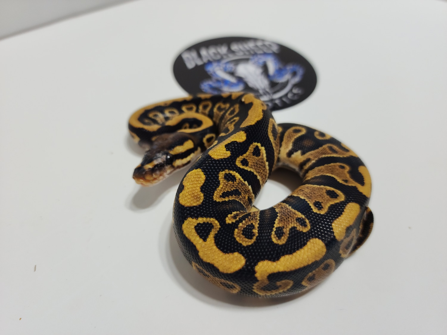 Yellow Belly Het Clown Ball Python by Black Sheep Exotics - MorphMarket