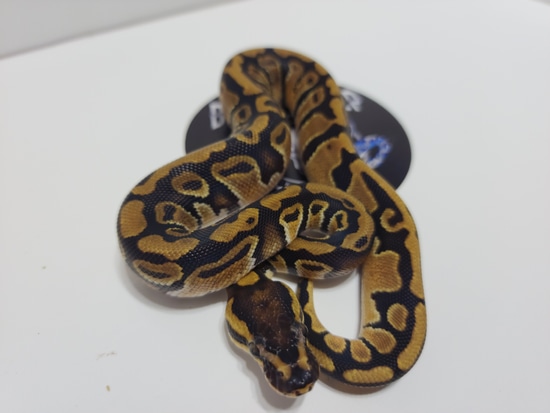 Yellow Belly Het Clown Ball Python by Black Sheep Exotics
