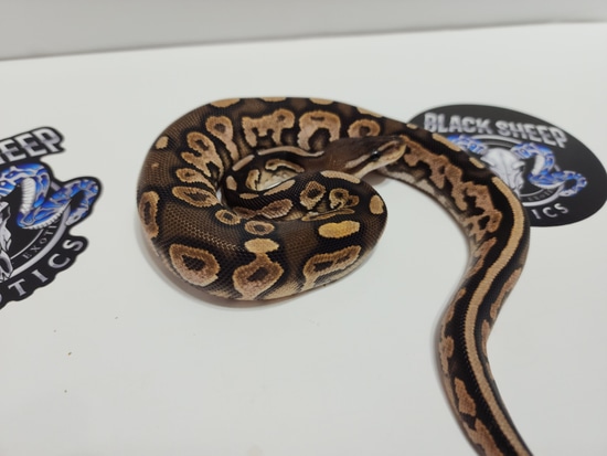 Cinnamon Orange Dream Calico Ball Python by Black Sheep Exotics