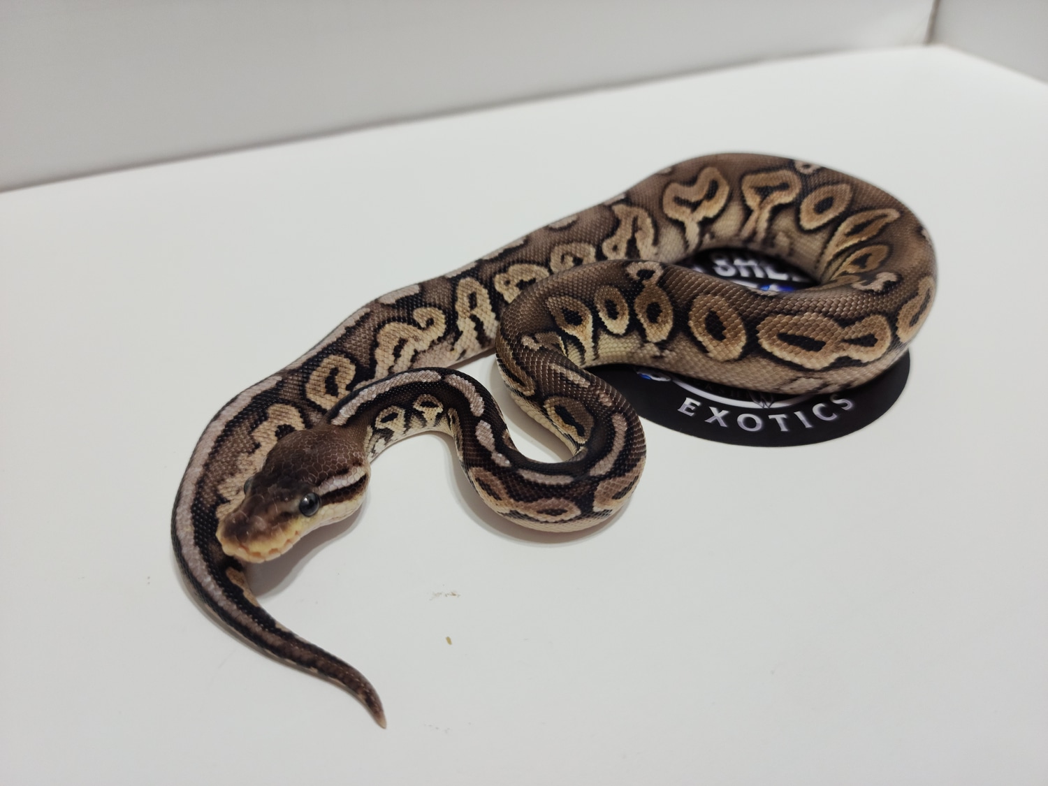Cinnamon Pastel Orange Dream Calico Ball Python by Black Sheep Exotics ...