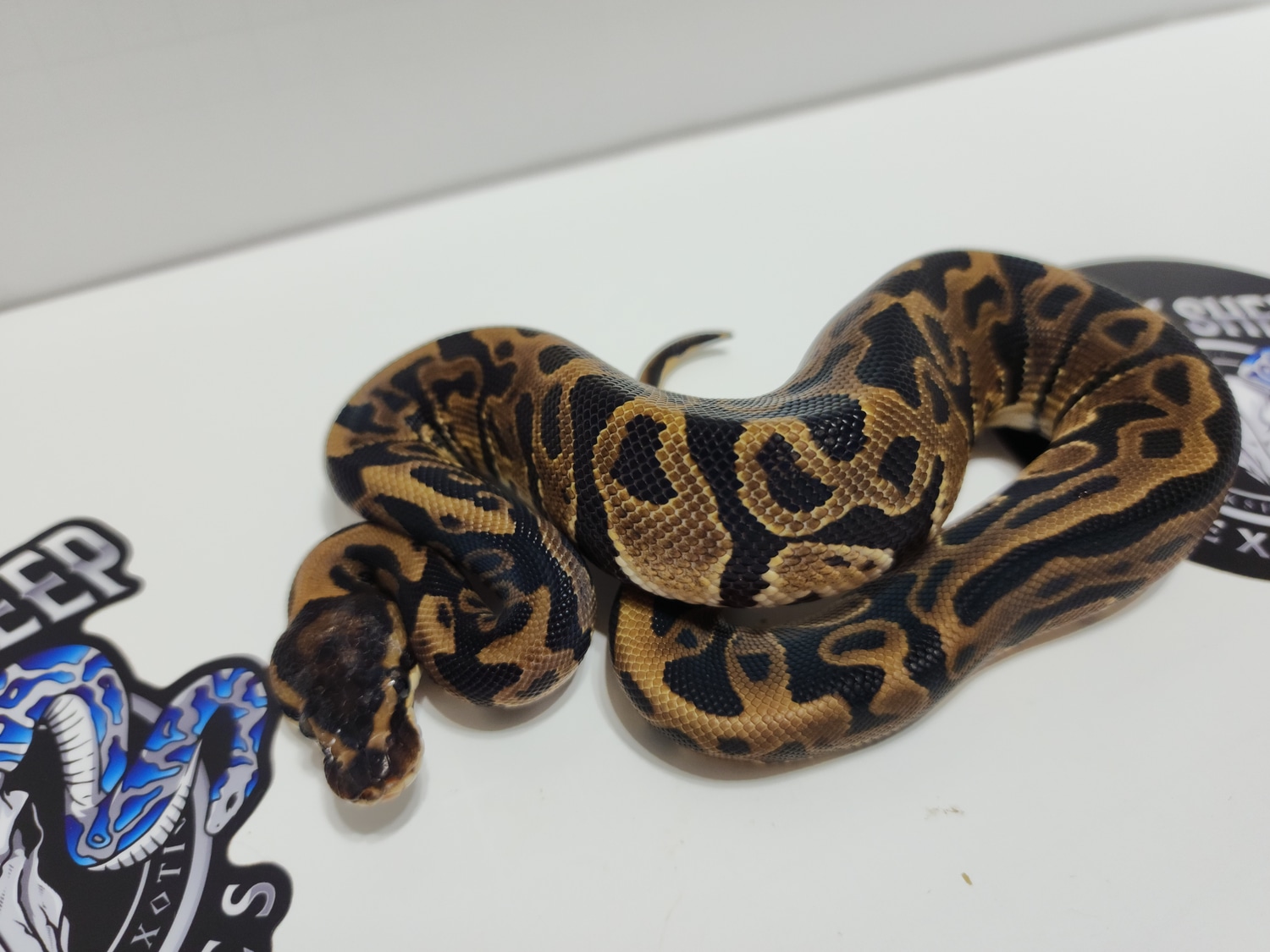 Leopard Yellow Belly Het Desert Ghost Ball Python by Black Sheep Exotics - MorphMarket
