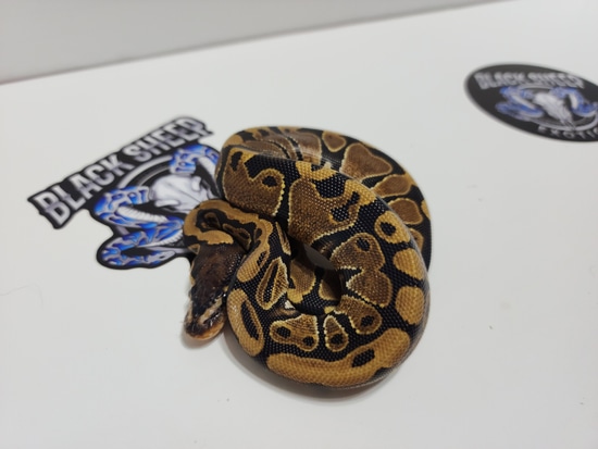 Normal Ball Python by Black Sheep Exotics