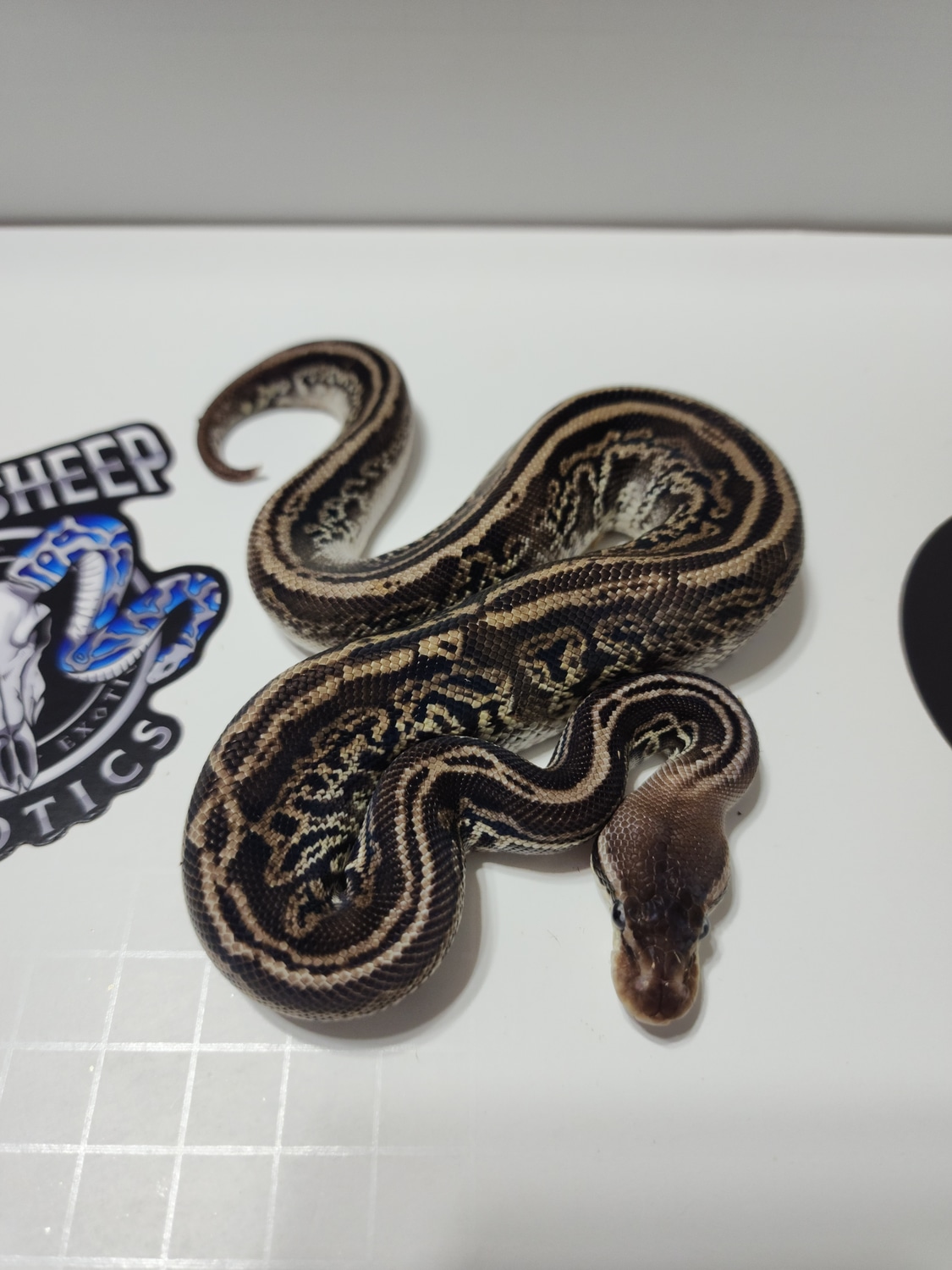 Cinnamon Leopard Yellow Belly Pastel Het Desert Ghost Ball Python by ...
