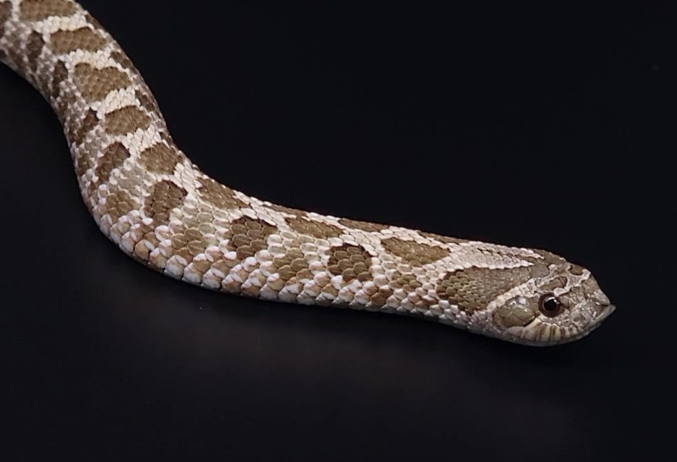 Lemon Ghost Western Hognose by BlackSmith Reptiles - MorphMarket