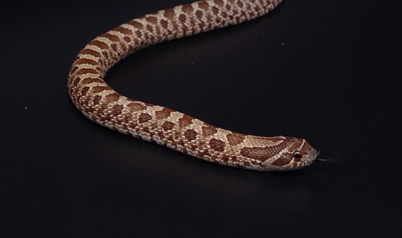 Het Sable Western Hognose by BlackSmith Reptiles - MorphMarket