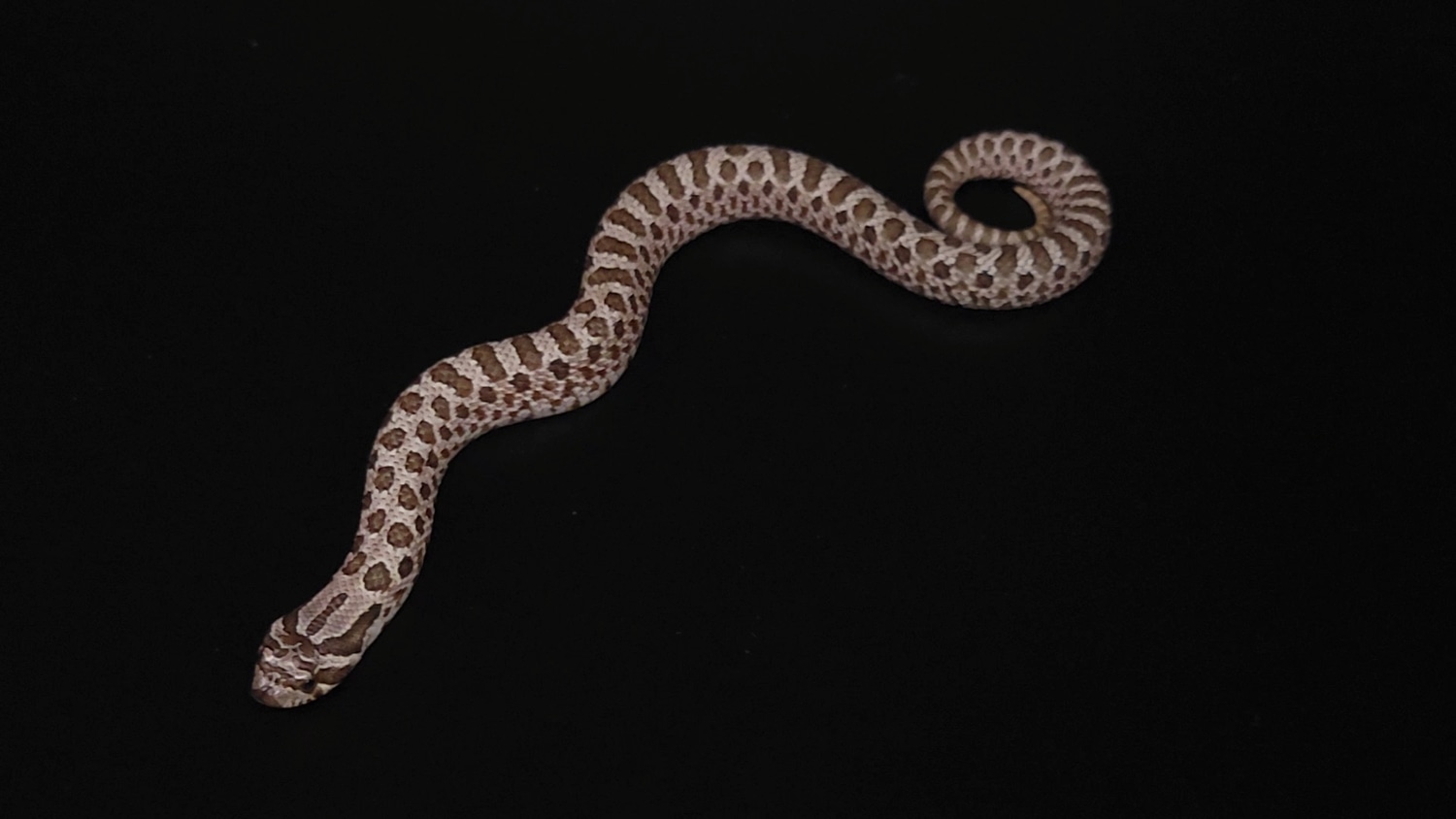 TH Sable, Albino, Toffee Belly Western Hognose by BlackSmith Reptiles ...