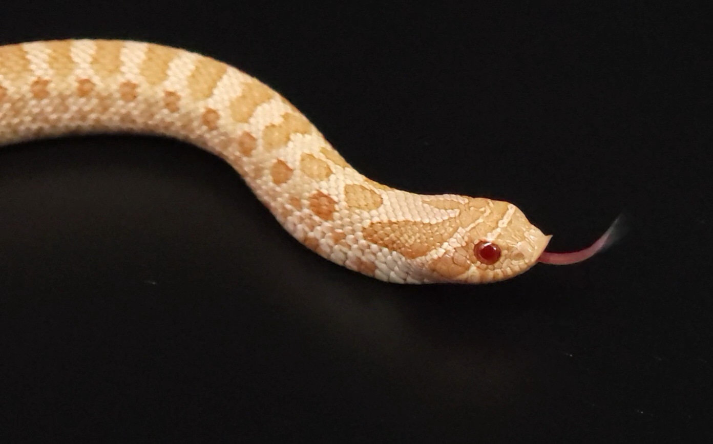 Albino DH Sable, Toffee Belly Western Hognose by BlackSmith Reptiles ...