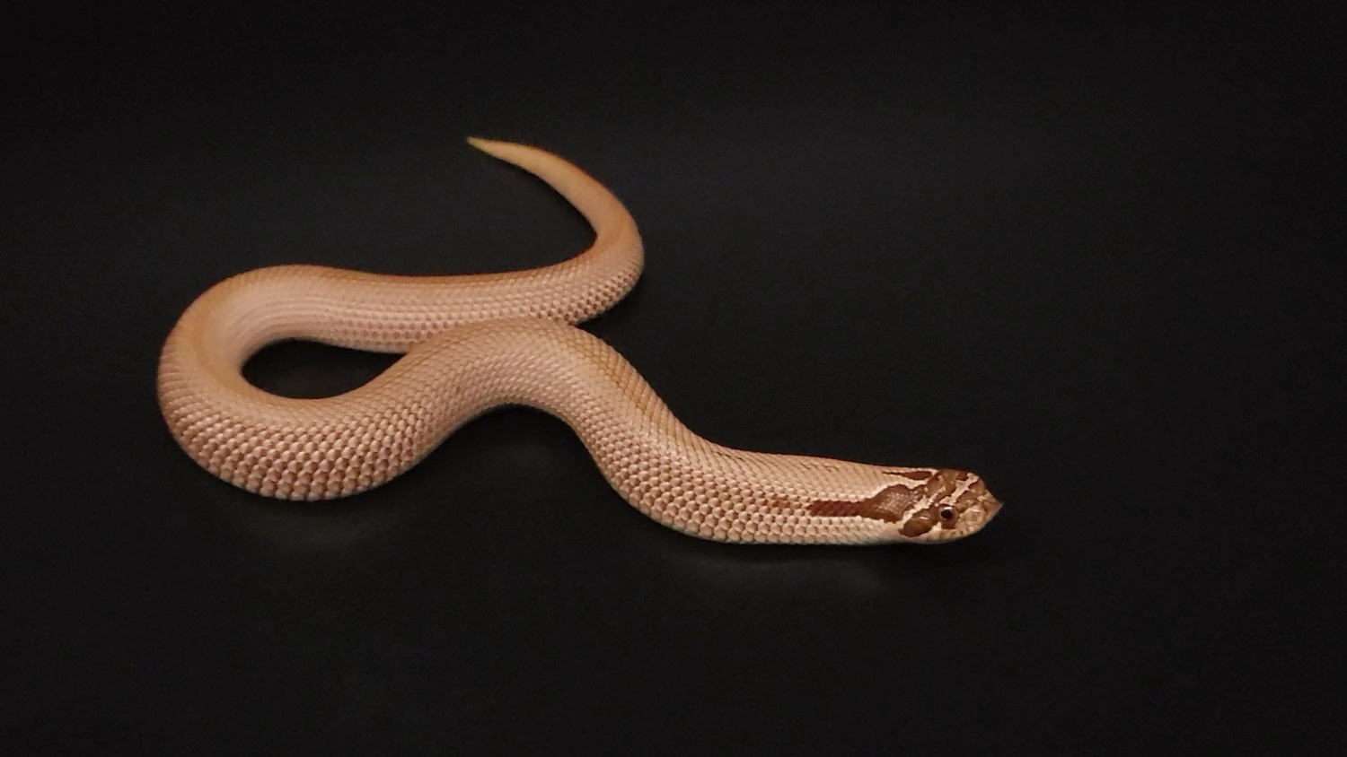 Red Line Superconda Het Snow Western Hognose by BlackSmith Reptiles ...