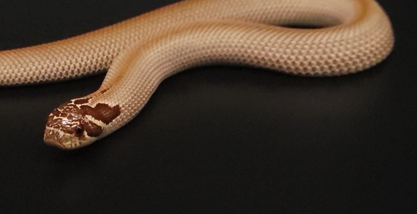 Red Line Superconda Het Snow Western Hognose by BlackSmith Reptiles ...