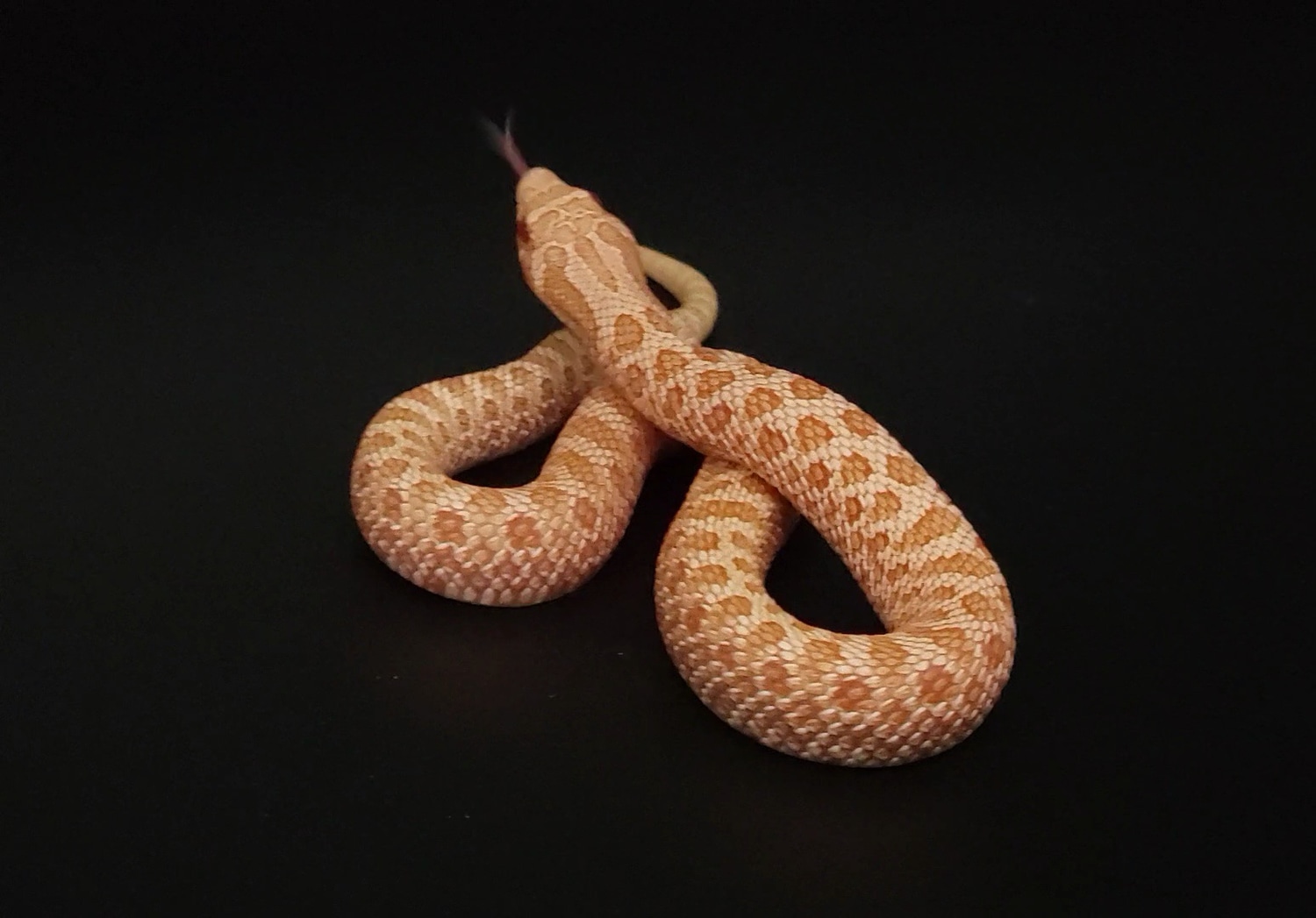 Albino DH Sable, Toffee Belly Western Hognose by BlackSmith Reptiles ...