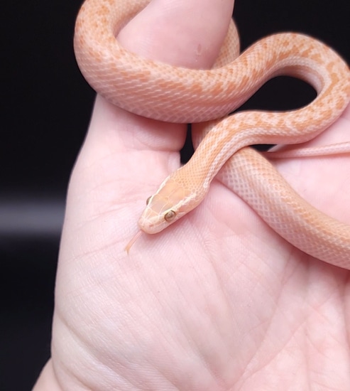 T- Albino House Snake by BlackSmith Reptiles