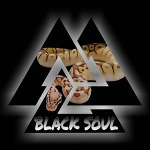 Ball Python Black Soul - MorphMarket
