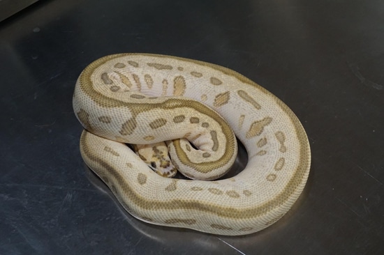 Butter Batman Ball Python by Black Soul Pythons