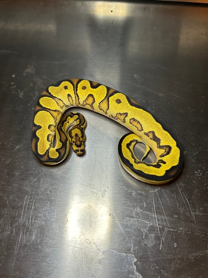 Super Orange Dream YB Clown Het Pied Ball Python by Black Soul Pythons