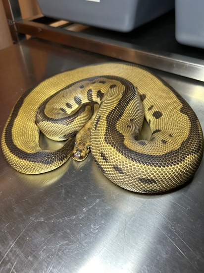 Leopard Orange Dream Clown Het Pied Ball Python by Black Soul Pythons