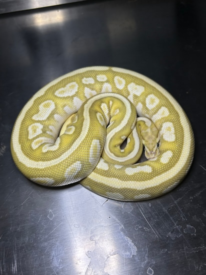 Spotnose Cypress Fire Lace YB Het Clown Ball Python by Black Soul Pythons
