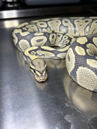 Hypo Desert Ghost Het Clown Ball Python by Black Soul Pythons