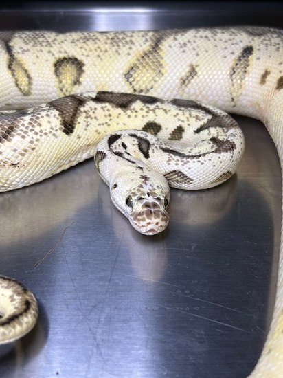 Pastel Redhead Leopard Blade Clown Ball Python by Black Soul Pythons