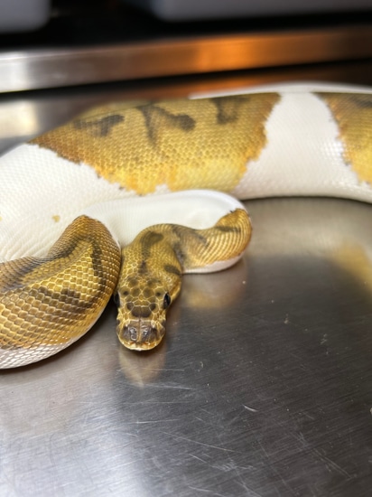 Orange Dream Clown Pied Ball Python by Black Soul Pythons