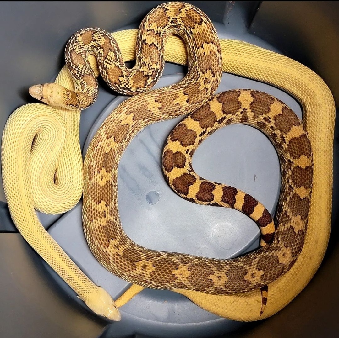 Super Forks Sonoran Gopher Snake by Blackstone Serpents - MorphMarket