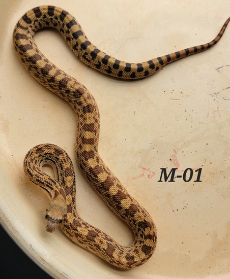 2022 Male Super Forks Sonoran Gopher Gopher Snake by Blackstone Serpents