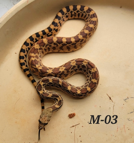 'Super Forks' Sonoran Gopher Gopher Snake by Blackstone Serpents
