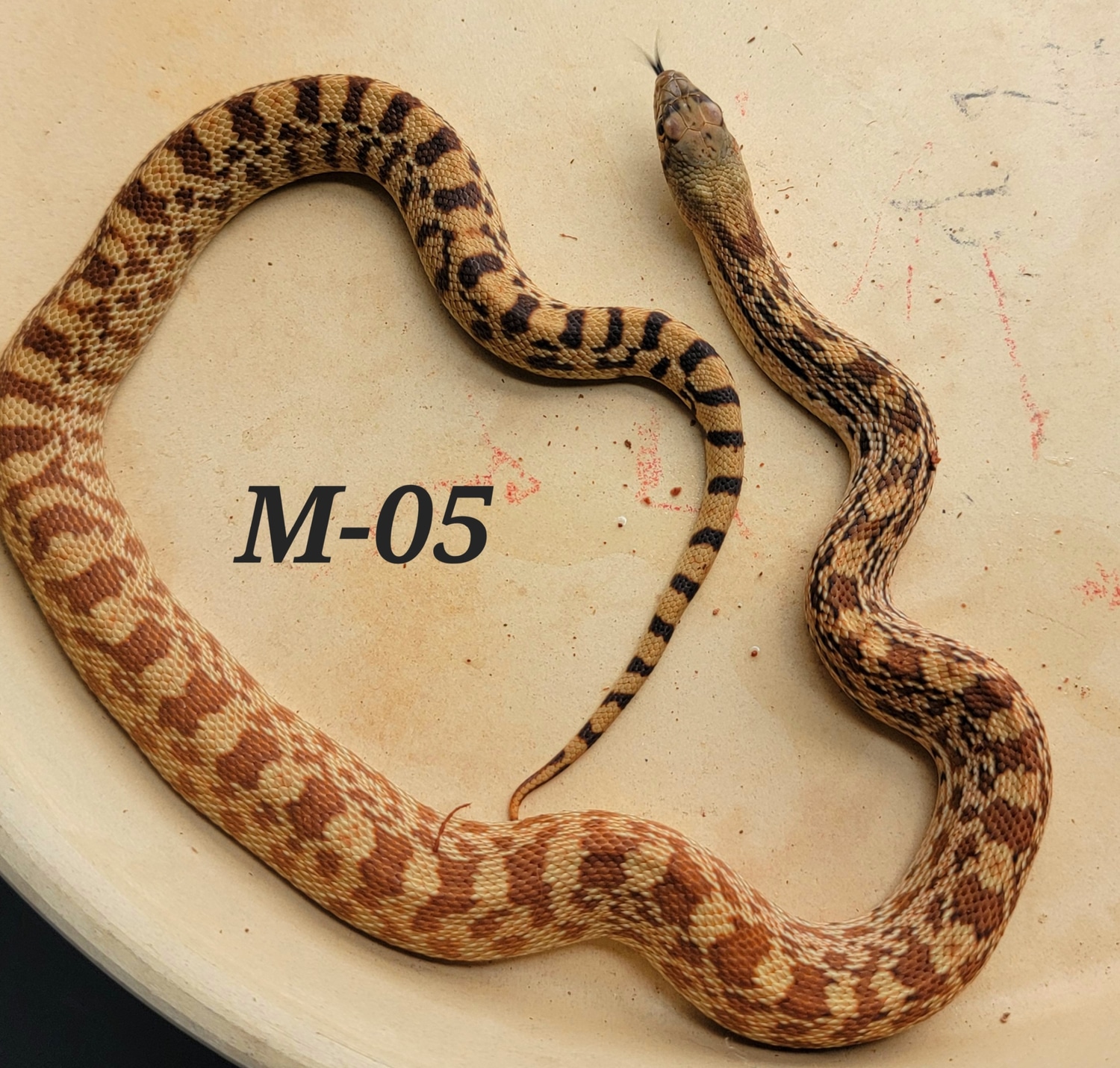 'Super Forks' Sonoran Gopher 175$ Gopher Snake by Blackstone Serpents ...