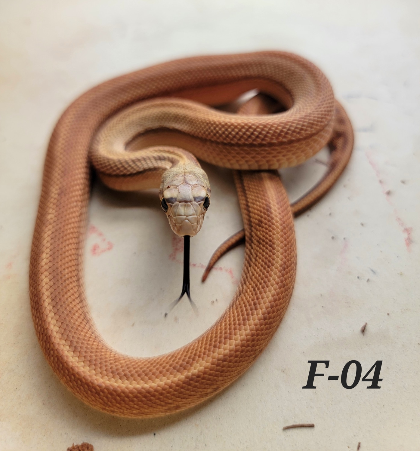 'Super Forks' Sonoran Gopher Female 175$ Gopher Snake by Blackstone ...