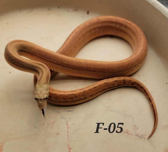 'Super Forks' Sonoran Gopher Female Gopher Snake by Blackstone Serpents