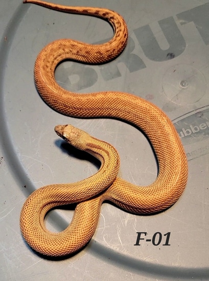 Super Forks Sonoran Gopher Snake by Blackstone Serpents