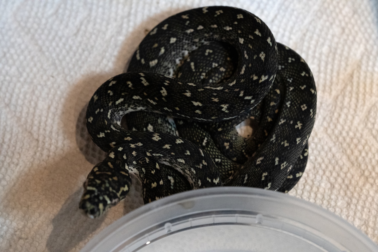 2022 Male Pure SDZ Line Diamond Carpet Python by Black Tengu Exoctics ...