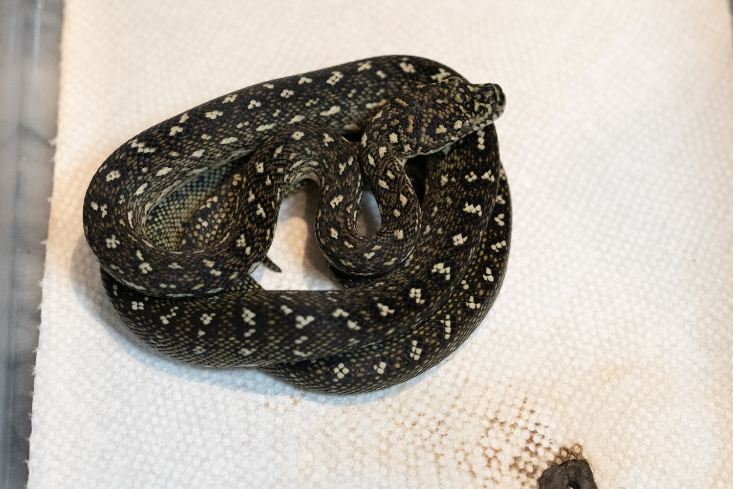 2022 Male Pure SDZ Line Diamond Carpet Python by Black Tengu Exoctics ...