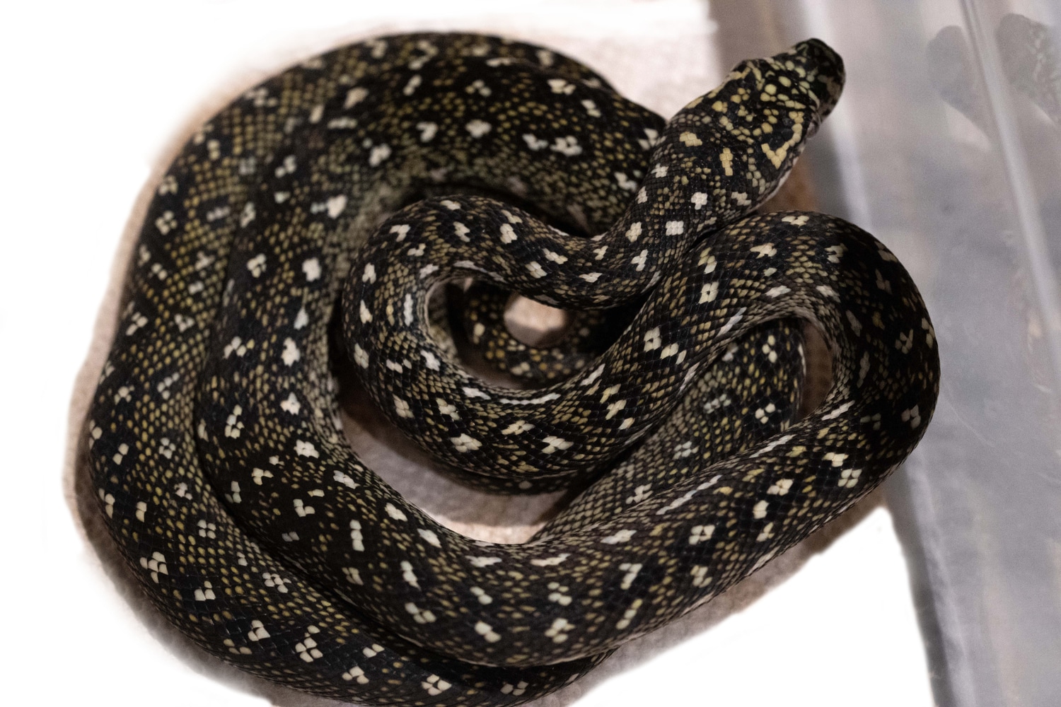 2022 Male Pure SDZ Line Diamond Carpet Python by Black Tengu Exoctics ...