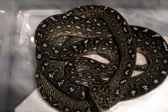 2022 Male Pure SDZ Line Diamond Python Diamond Carpet Python by Black ...
