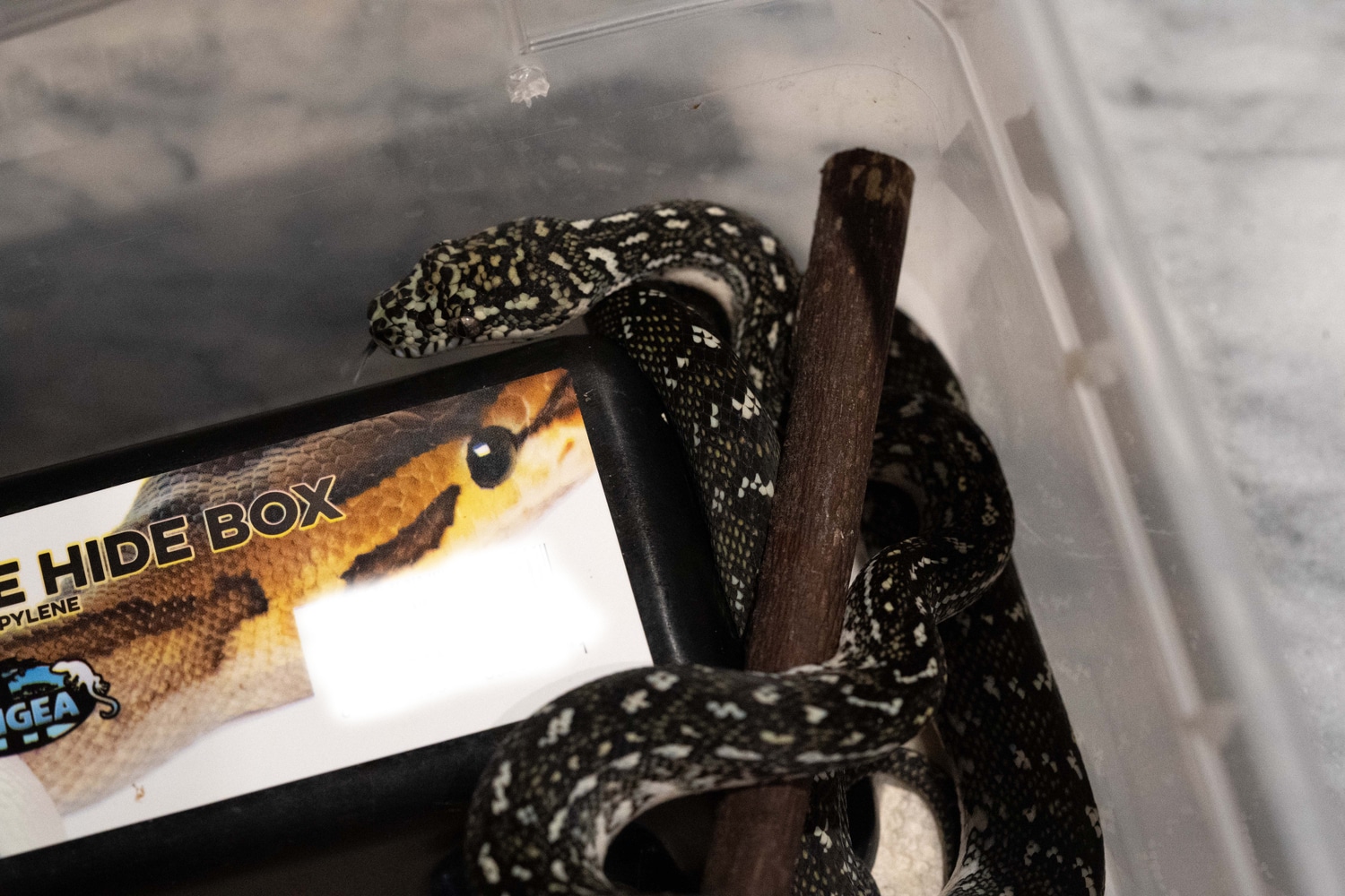 2022 Male Pure SDZ Line Diamond Carpet Python by Black Tengu Exoctics ...