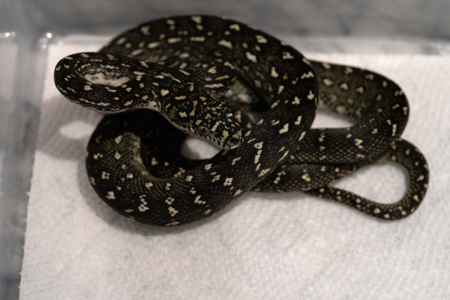 2022 Male Pure SDZ Line Diamond Carpet Python by Black Tengu Exoctics ...