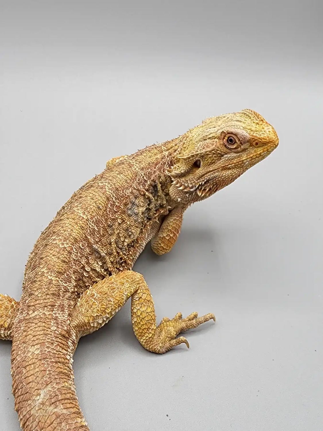 Mera - 1/4 Hybrid Eastern Bearded Dragon by Blackthorn Dragons ...