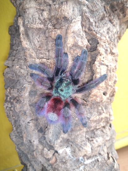 Bulk Caribena Versicolor Slings (20 Lot) Tarantula by Epic Ectotherms