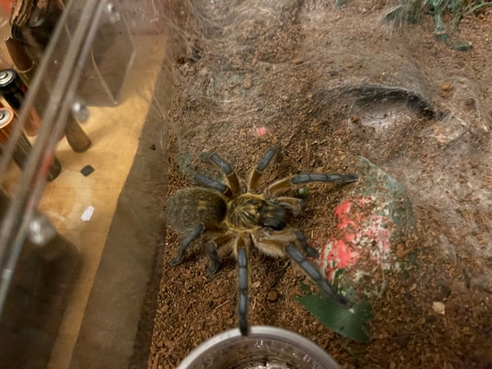 5” H Pulchripes Tarantula by Enter The Reptil-Verse - MorphMarket