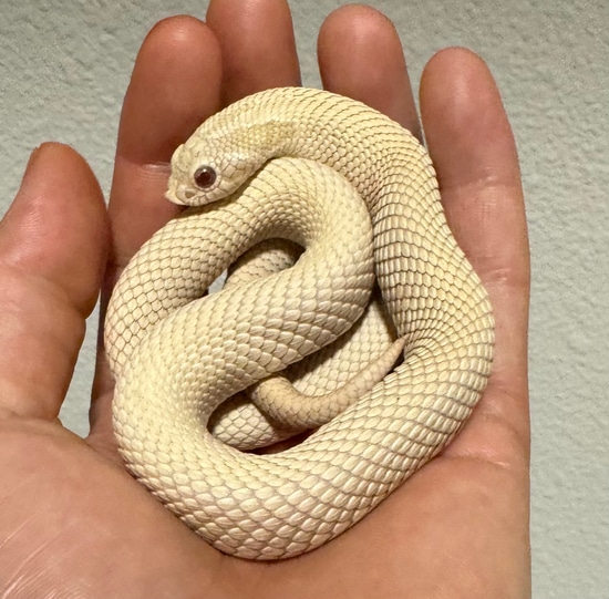 Super Yeti [Super Conda, Axanthic, Albino Western Hognose by Enter The ...